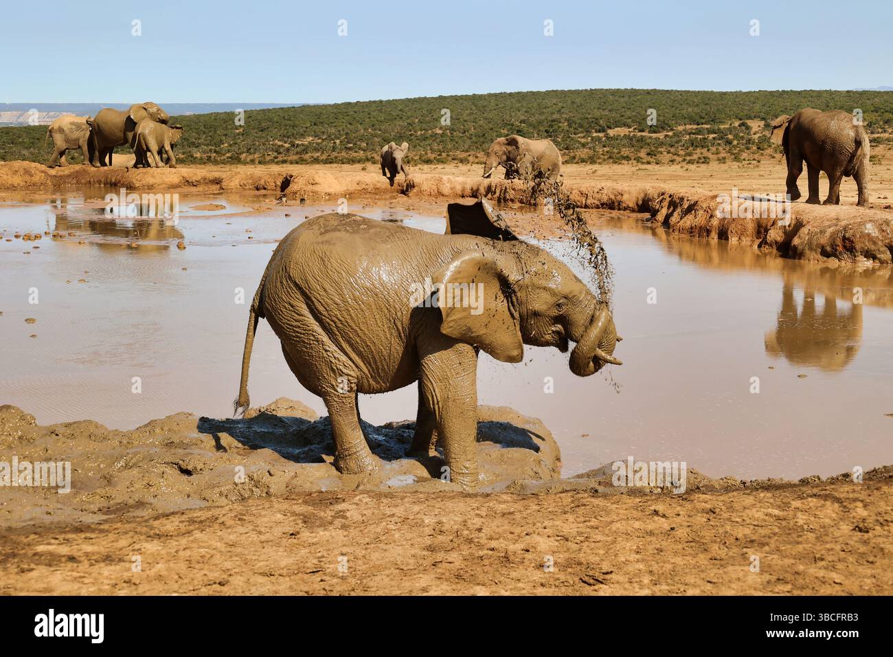 african elephant spraying mud with its trunk on its back, South africa ...