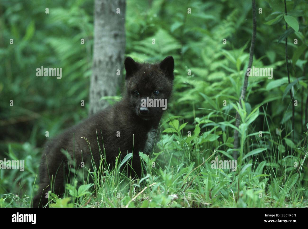 Timber Gray wolf (Canis lupus), young, Timber wolf Stock Photo - Alamy