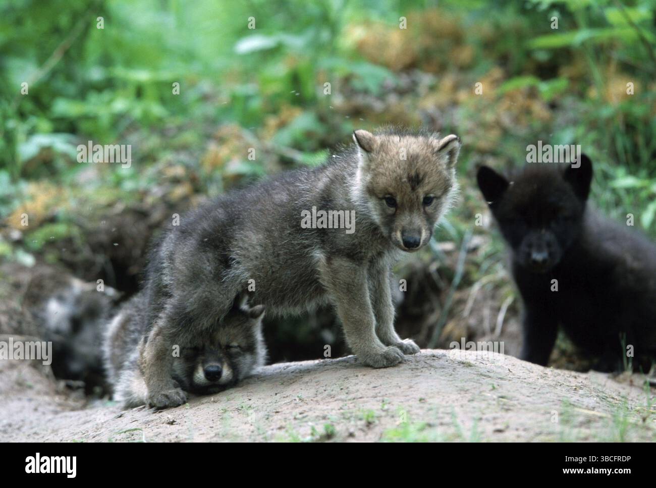 Timber Wolves, cubs at den, Timber Gray wolves (Canis lupus), cubs at den, young Stock Photo - Alamy