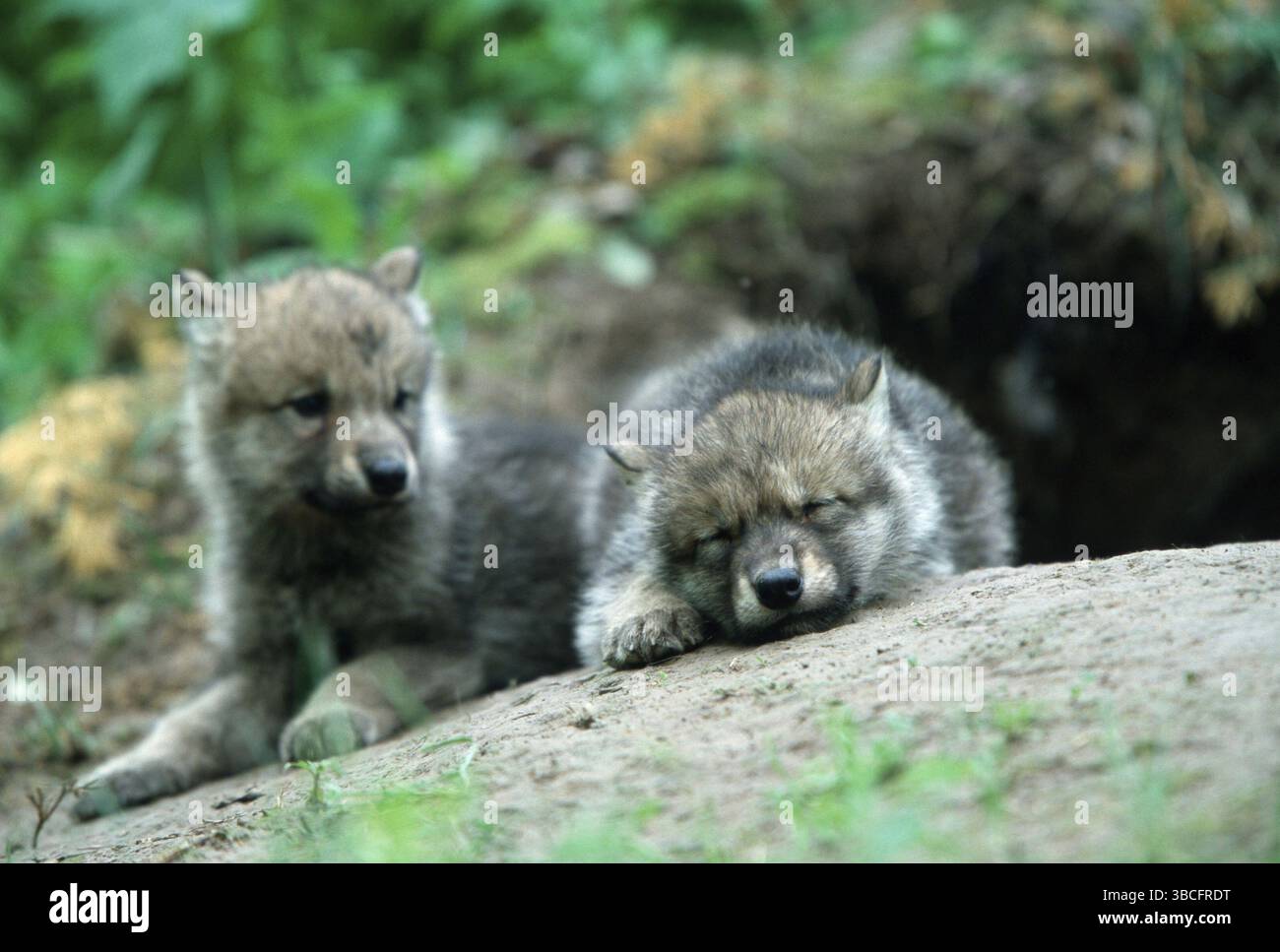 Timber Wolves, cubs at den (Canis lupus), Timber-Woelfe, Jungtiere am ...