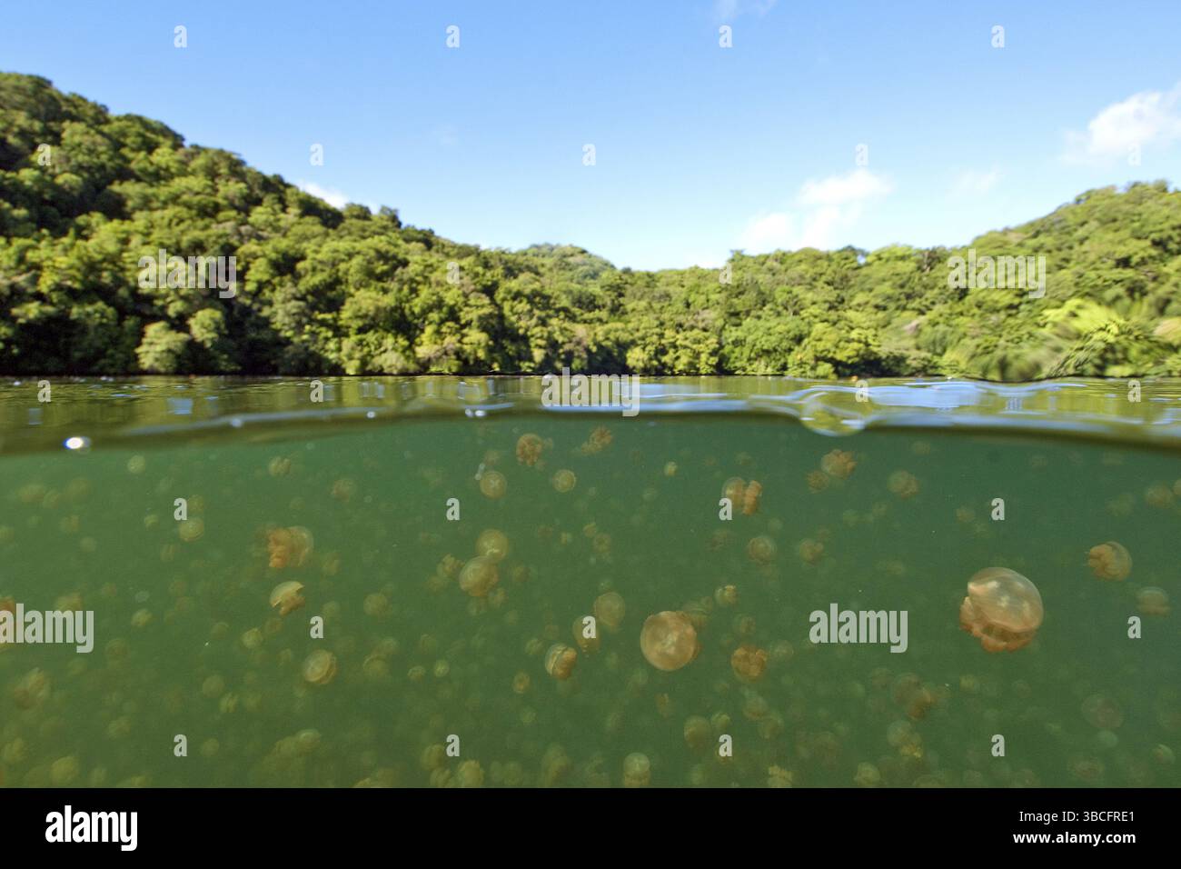 Jellyfish Sea, Palau (Mastigias papua), Micronesia, Oceania Stock Photo ...