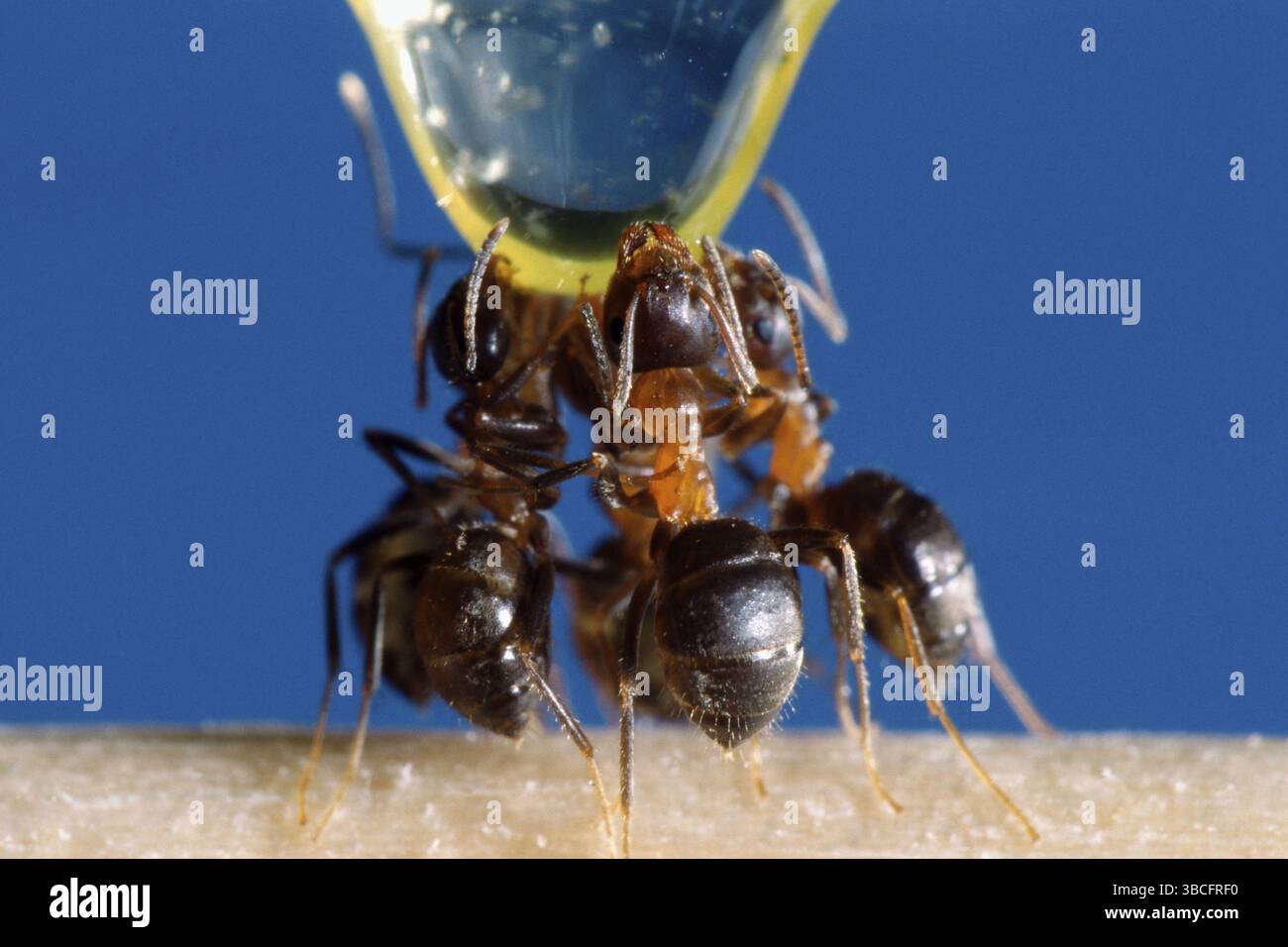 Common (Lasius niger) Black Ants, Garden Ant Stock Photo - Alamy
