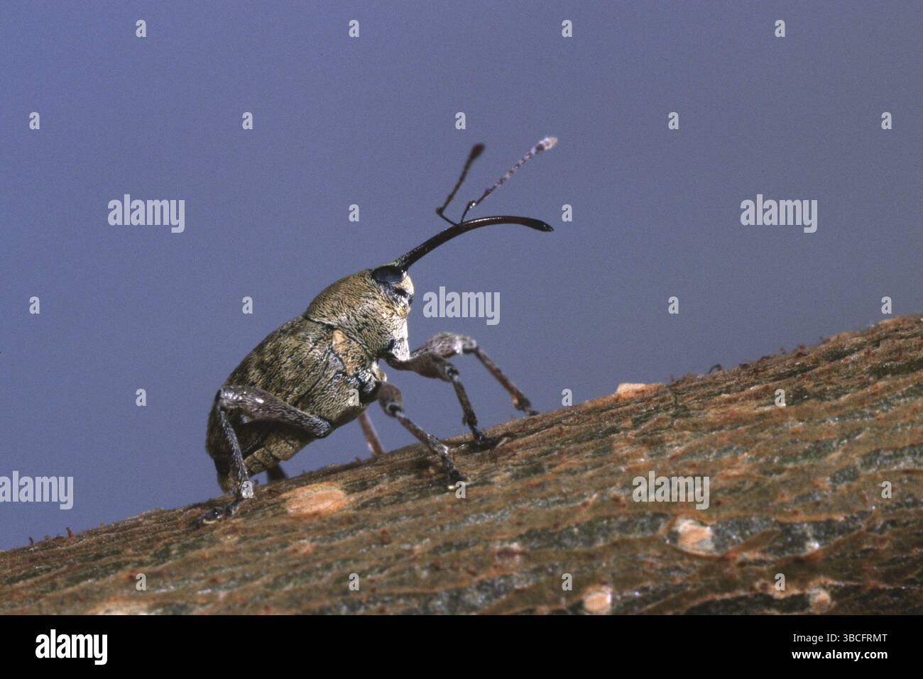 Acorn weevil, male (Curculio glandium Stock Photo - Alamy