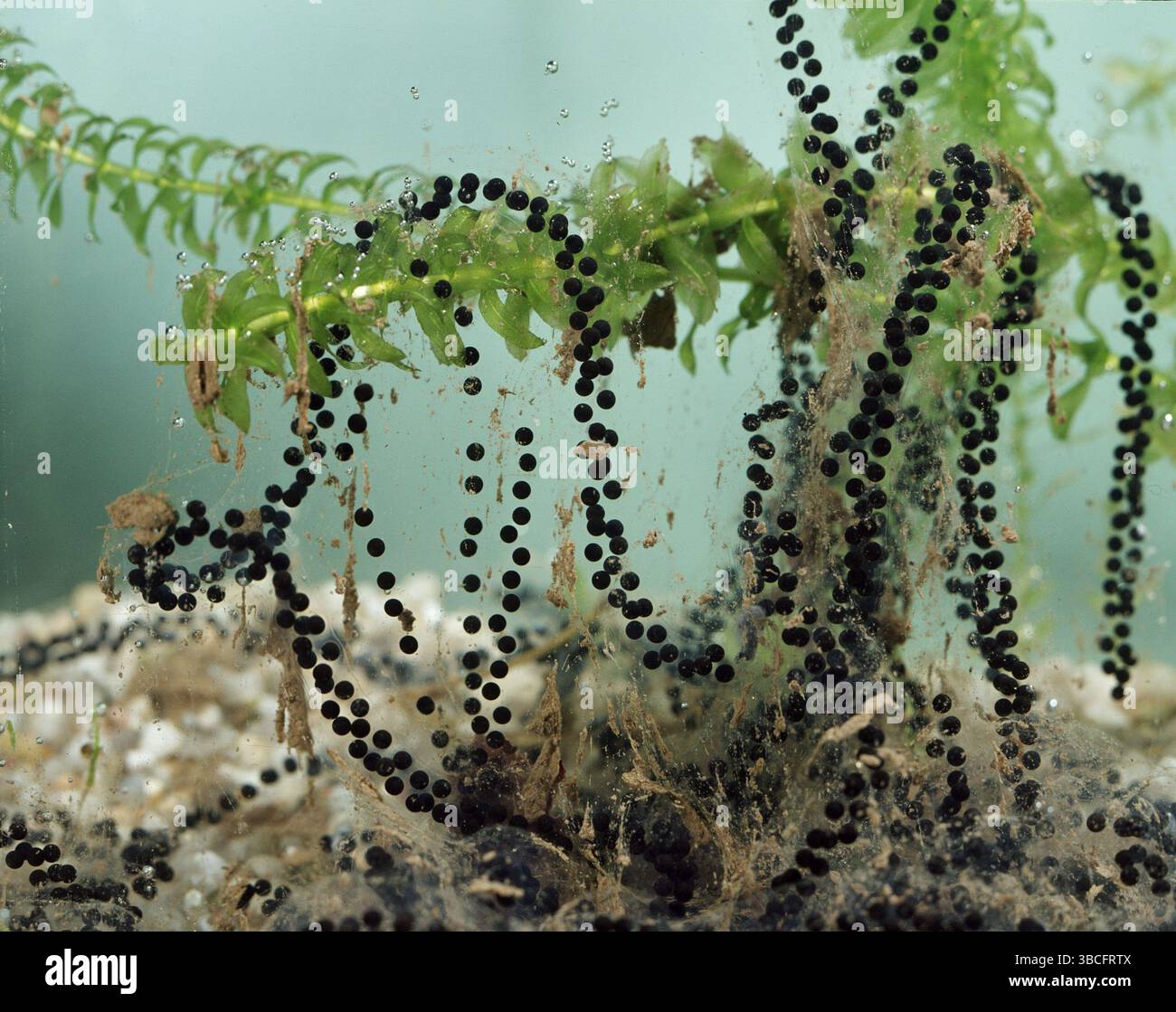 Spawn toad hi-res stock photography and images - Alamy