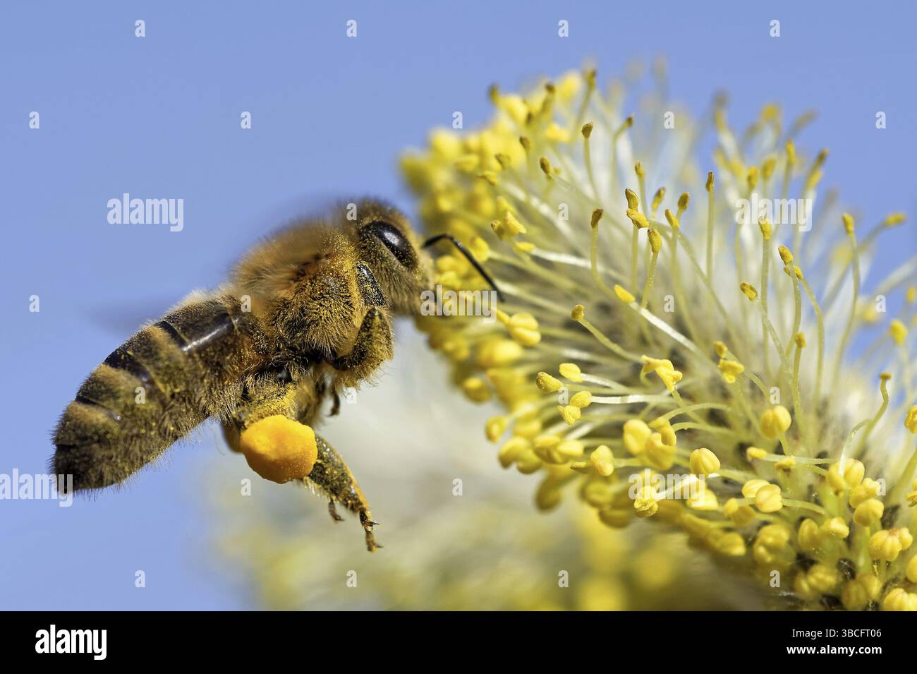 Bee at the willow catkin Stock Photo - Alamy