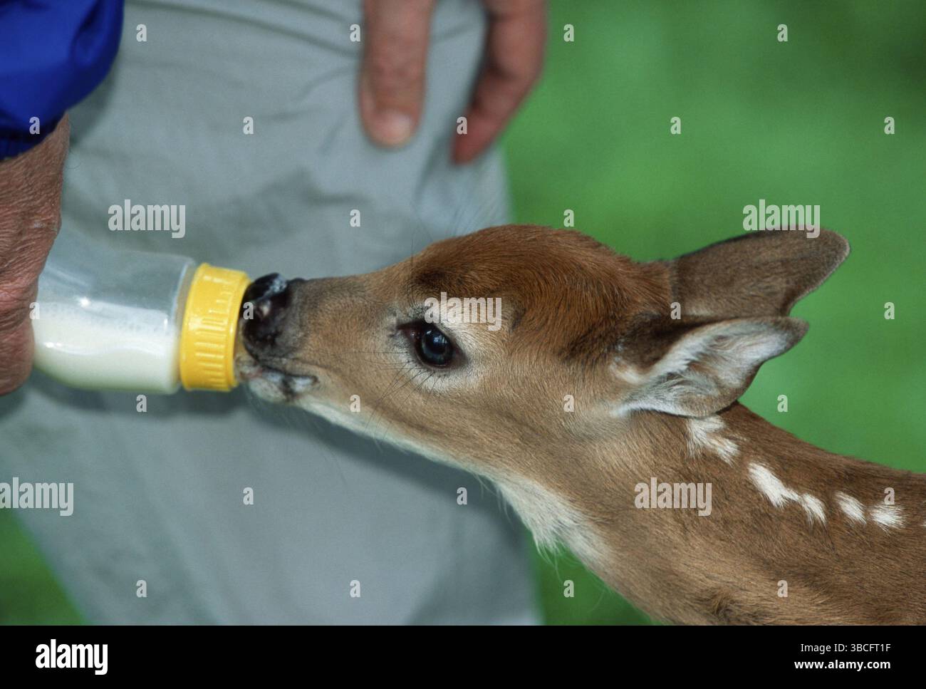 White-tail Deer fawn drinking milk from bottle, fawn, USA (Odocoileus ...