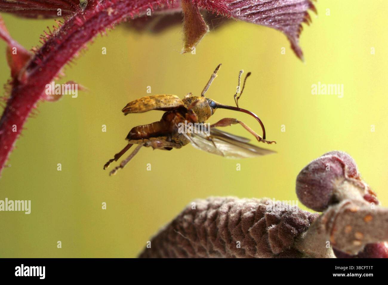 Nut weevil (Curculio nucum), weevil, detachable Stock Photo - Alamy