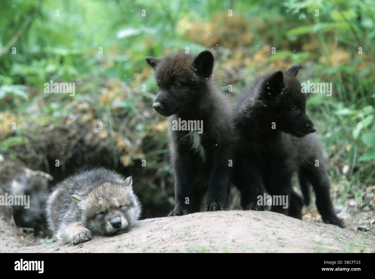 Timber Wolf cubs at den (Canis lupus), Timber-Woelfe, Jungtiere am Bau ...