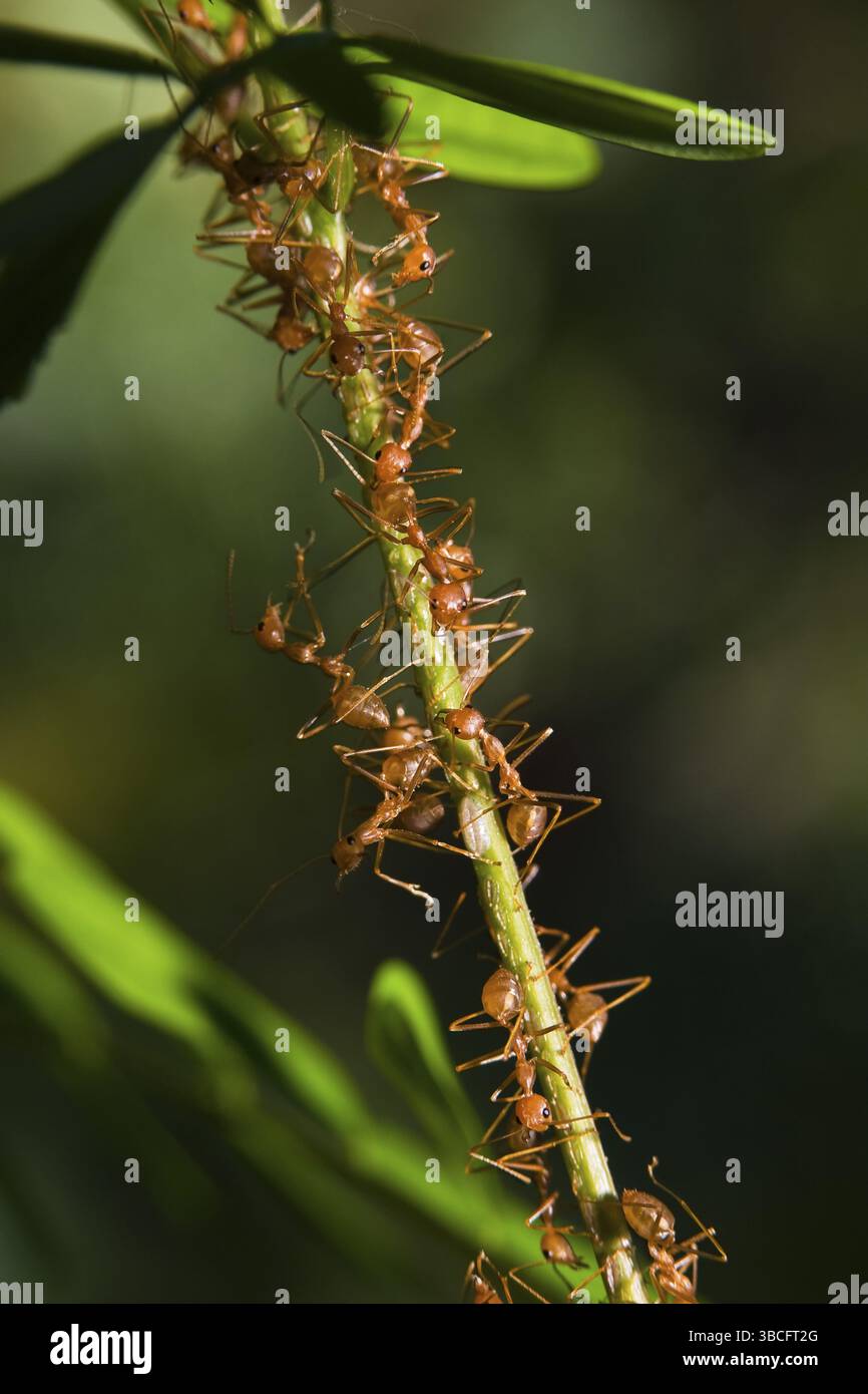 Weaver ants (Oecophylla), Havelock Island, Andaman Islands, India, Asia ...