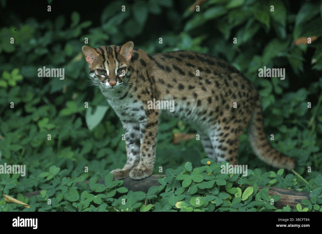Leopard Cat, Borneo, Indonesia (Felis bengalensis) (Prionailurus ...