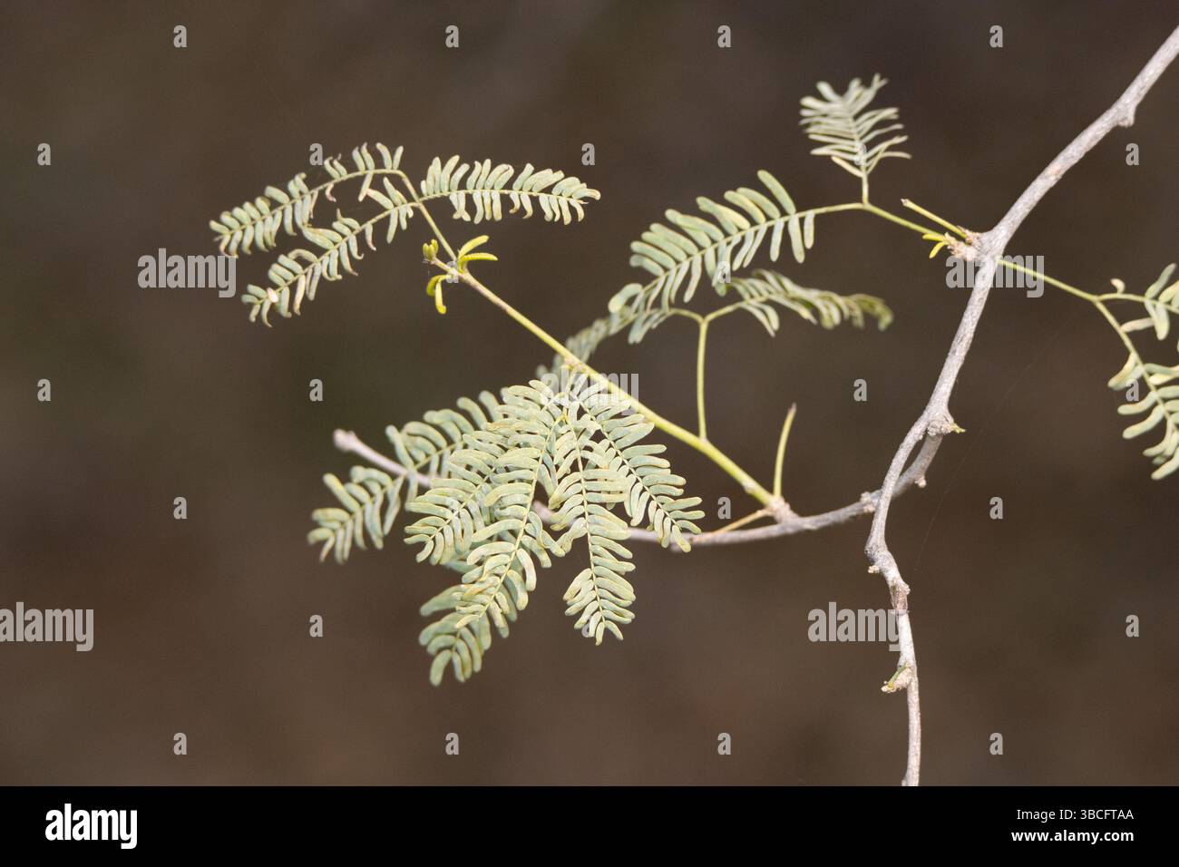 leaves on a branch of a tree in the legume (Fabaceae or Leguminosae ...