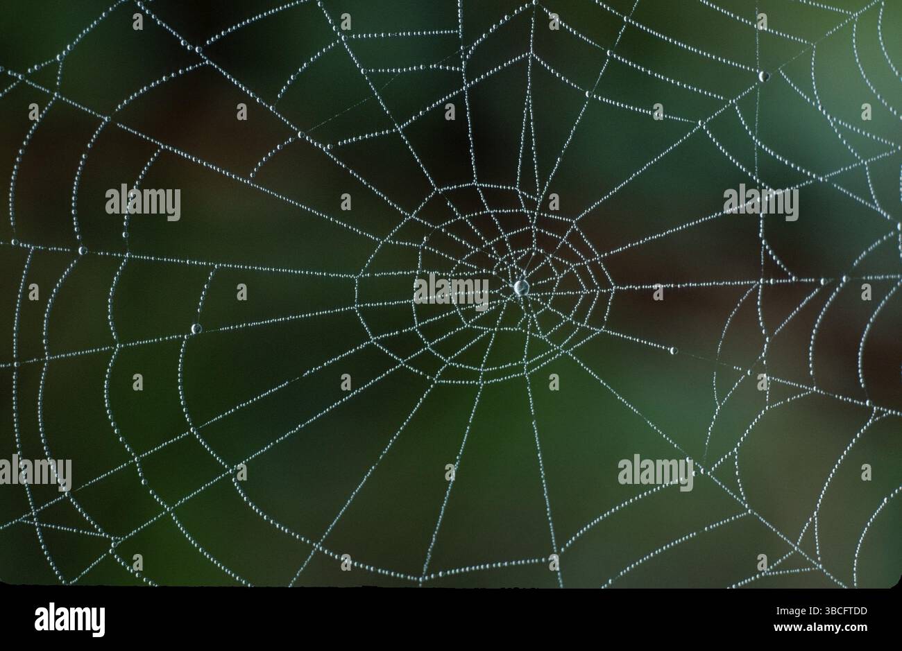 Spider web with drops of water, water symbolism, horizontal, horizontal ...