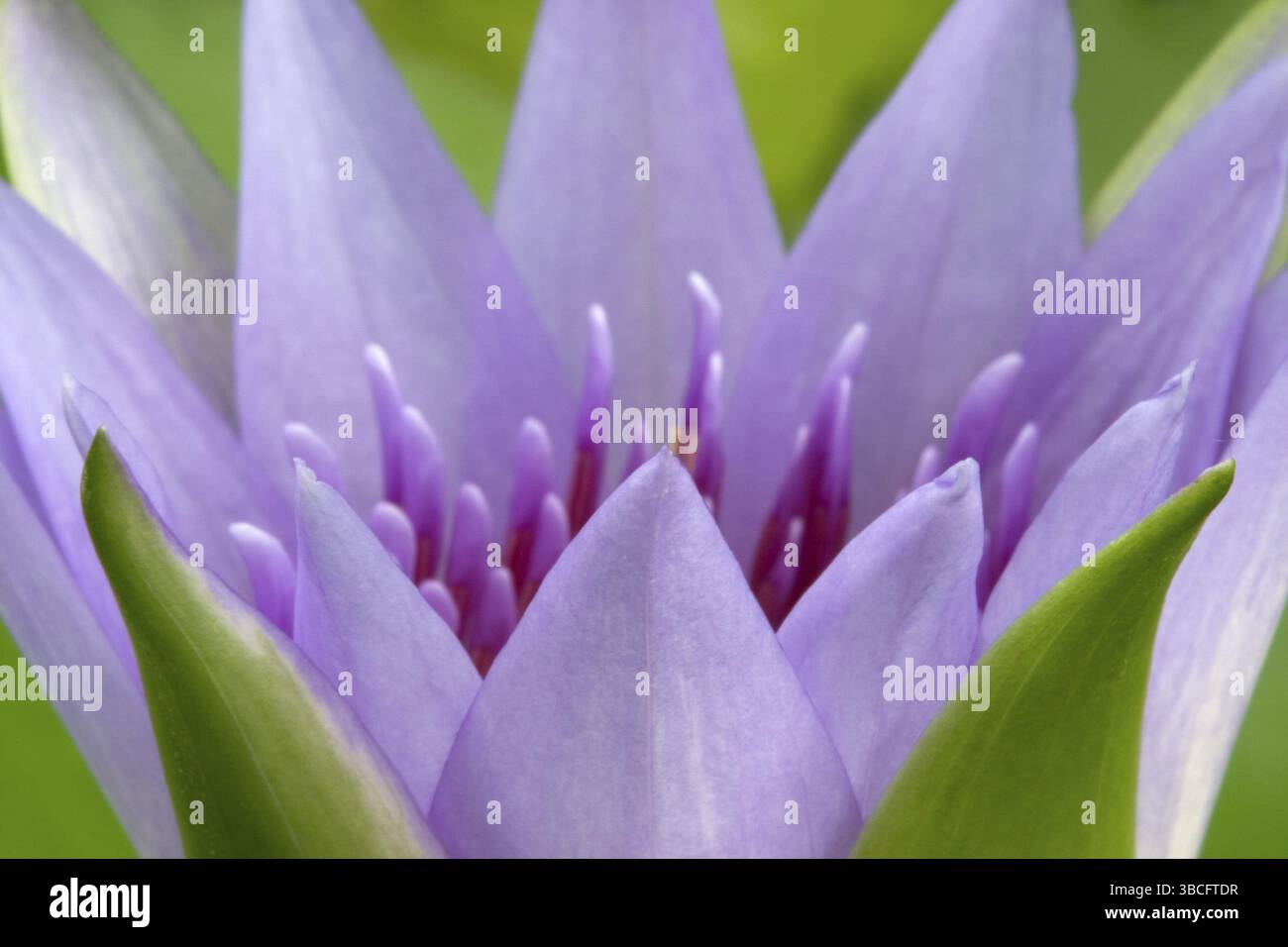 Nymphaea colorata (Nymphaea colorata Stock Photo - Alamy