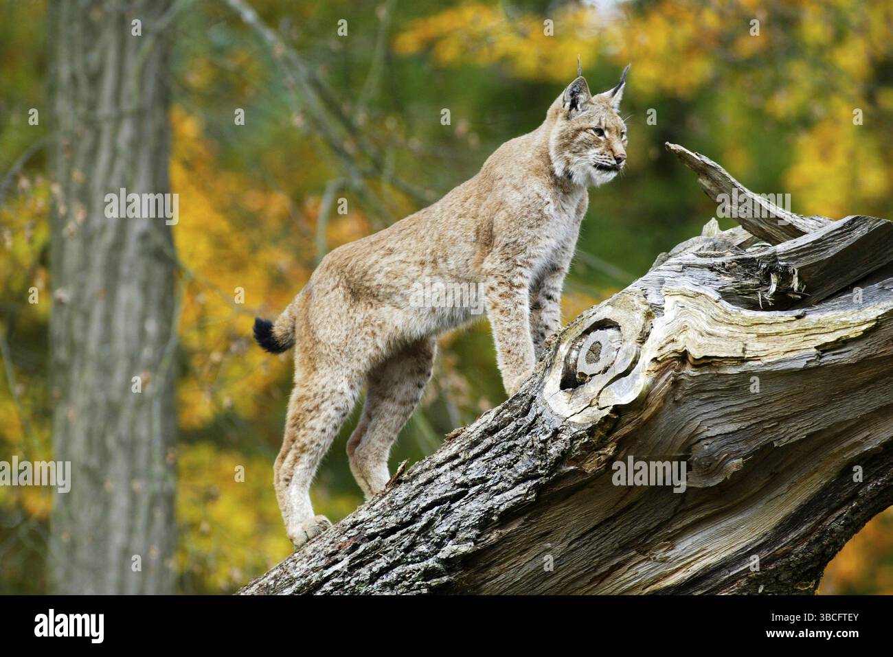 European Lynx, Eurasian lynx (Lynx lynx) Lynx Stock Photo - Alamy