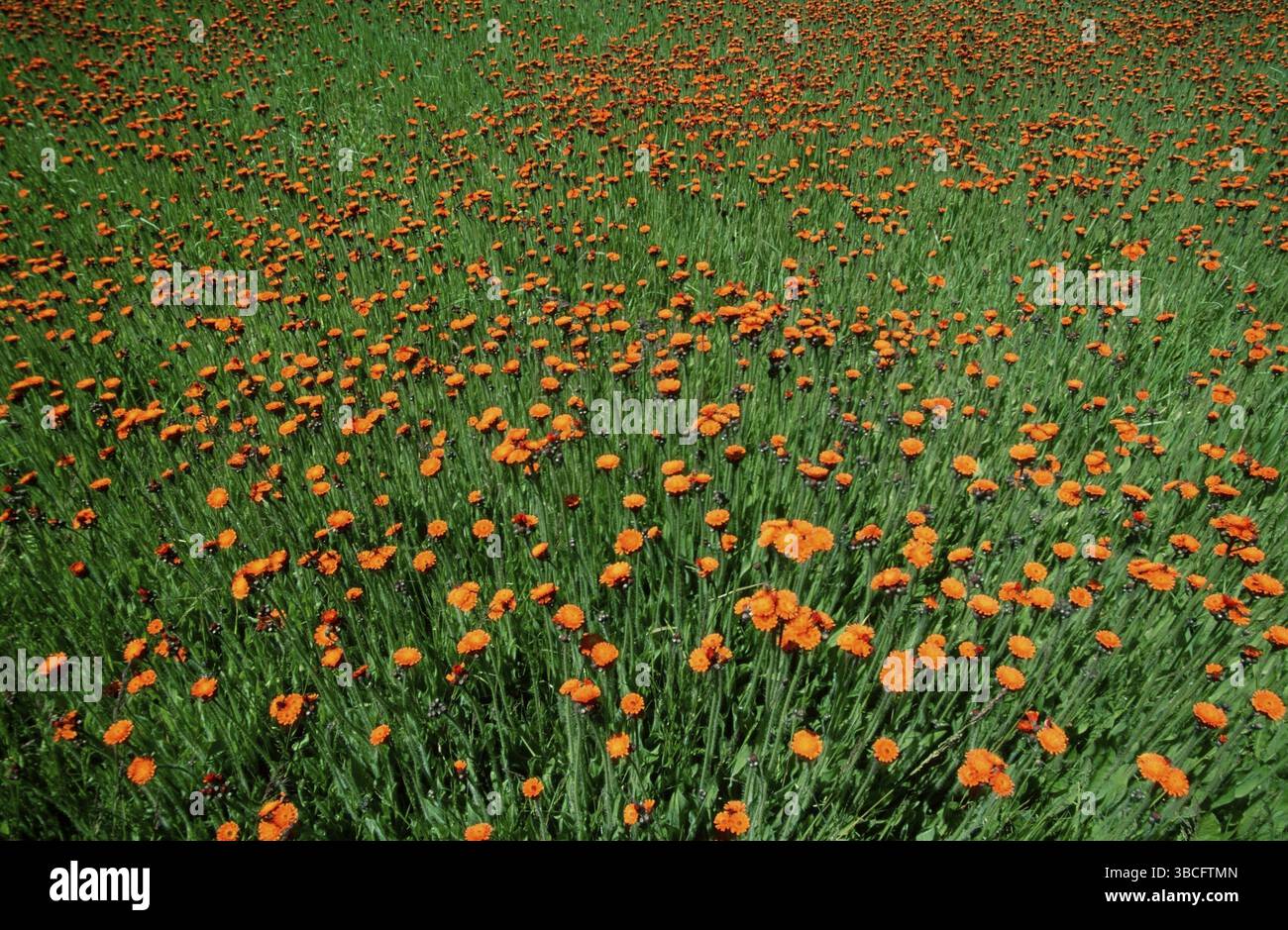 Forbs hi-res stock photography and images - Alamy