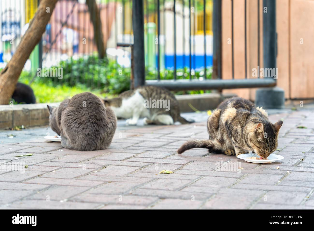Stray cats eating from disposable plates on an alley in 7th of June ...