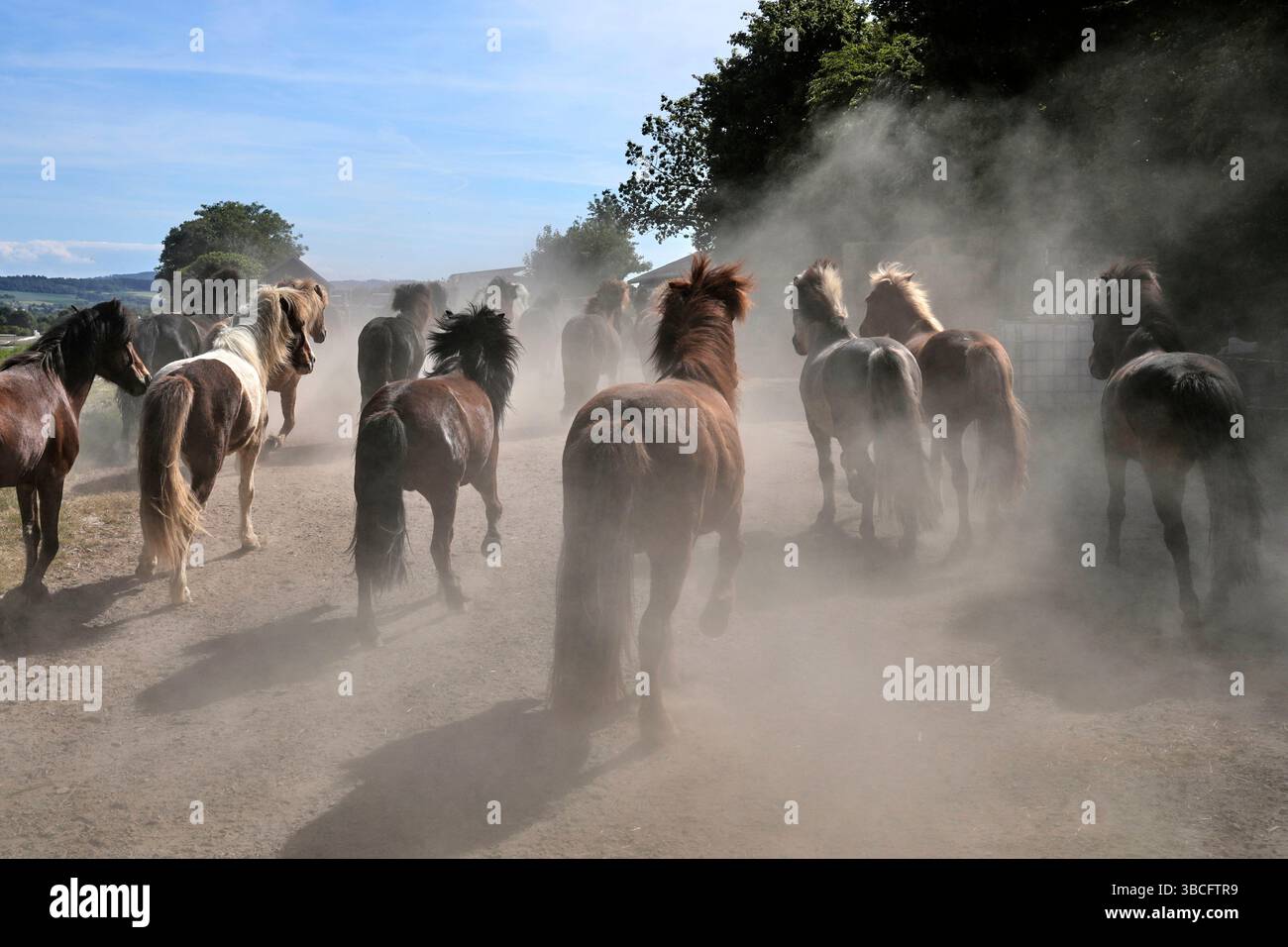 Dust whirls as Icelandic horses are driven into their paddock at a stud ...