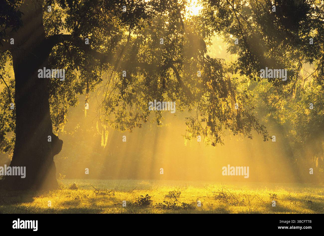 Oak (Quercus) with Louisiana moss in morning light, Brazos Bend State ...