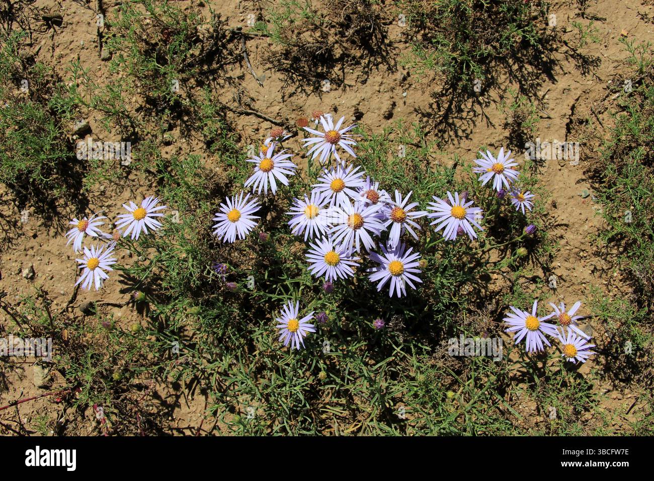 Aster Alpinus flowers grow in the steppes of Mongolia. A type of field ...
