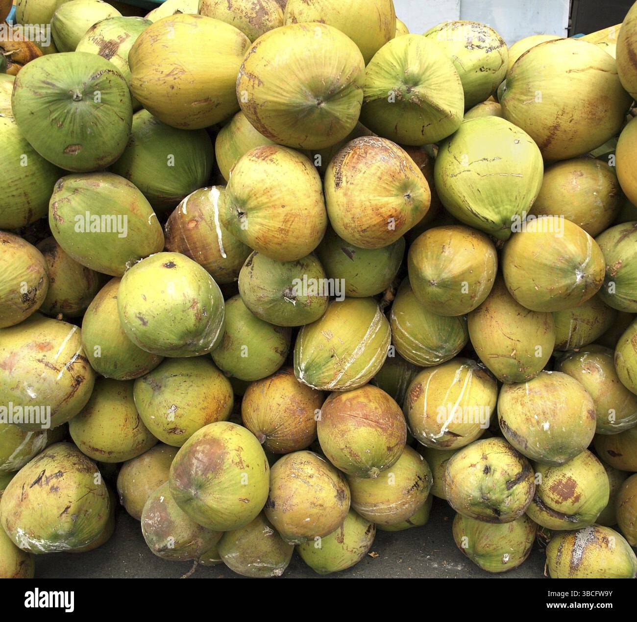 Large clusters of coconuts are stored on the sidewalk of a coconut ...