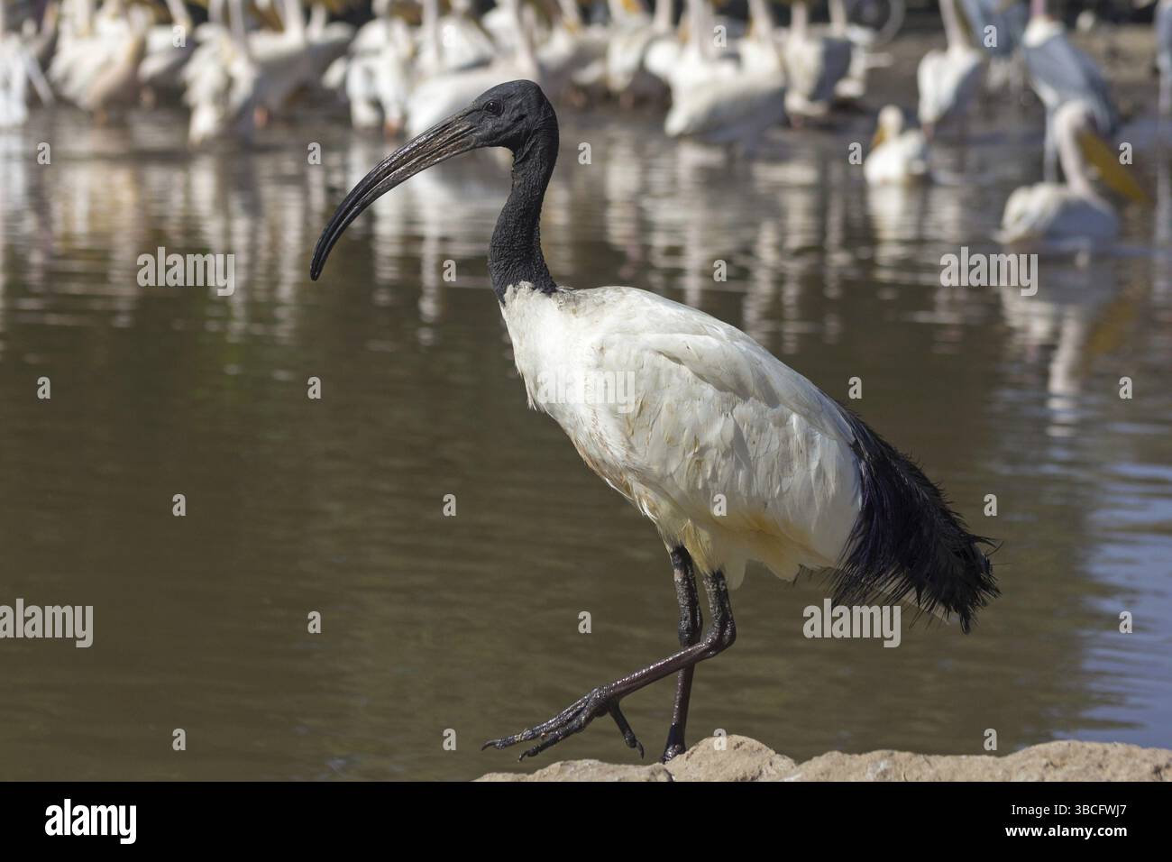 Ibis wingspan hi-res stock photography and images - Alamy