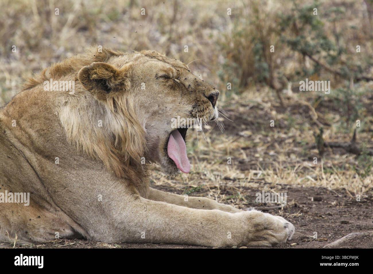 Lion is tired and opens its mouth wide when yawning Stock Photo - Alamy