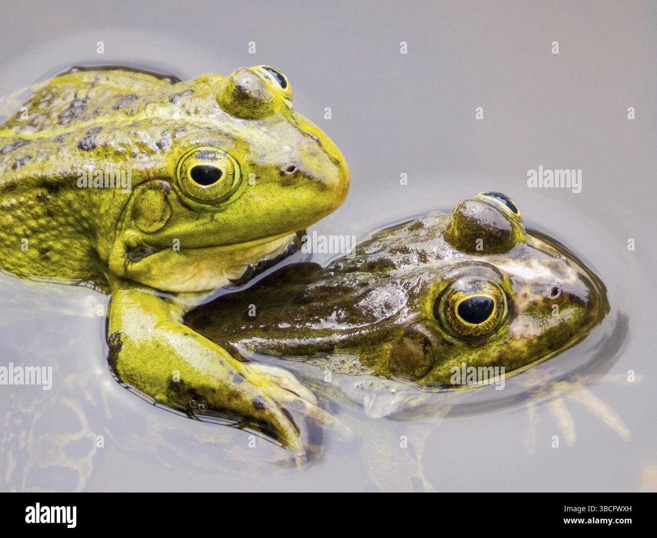 Two mating green frogs swimming in water of pond Stock Photo - Alamy