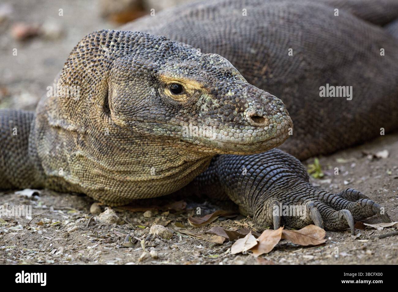 Closeup view into eye of lizard from prehistoric times similar to ...