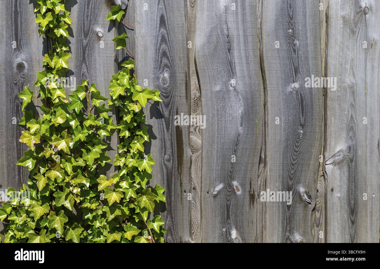 The photo shows a wooden fence overgrown with ivy in the sun Stock ...