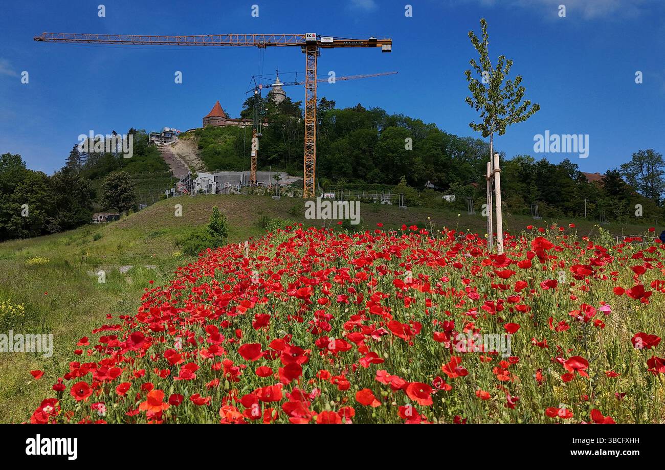 20 May 2025, Thuringia, Seitenroda: Cranes are turning on the ...