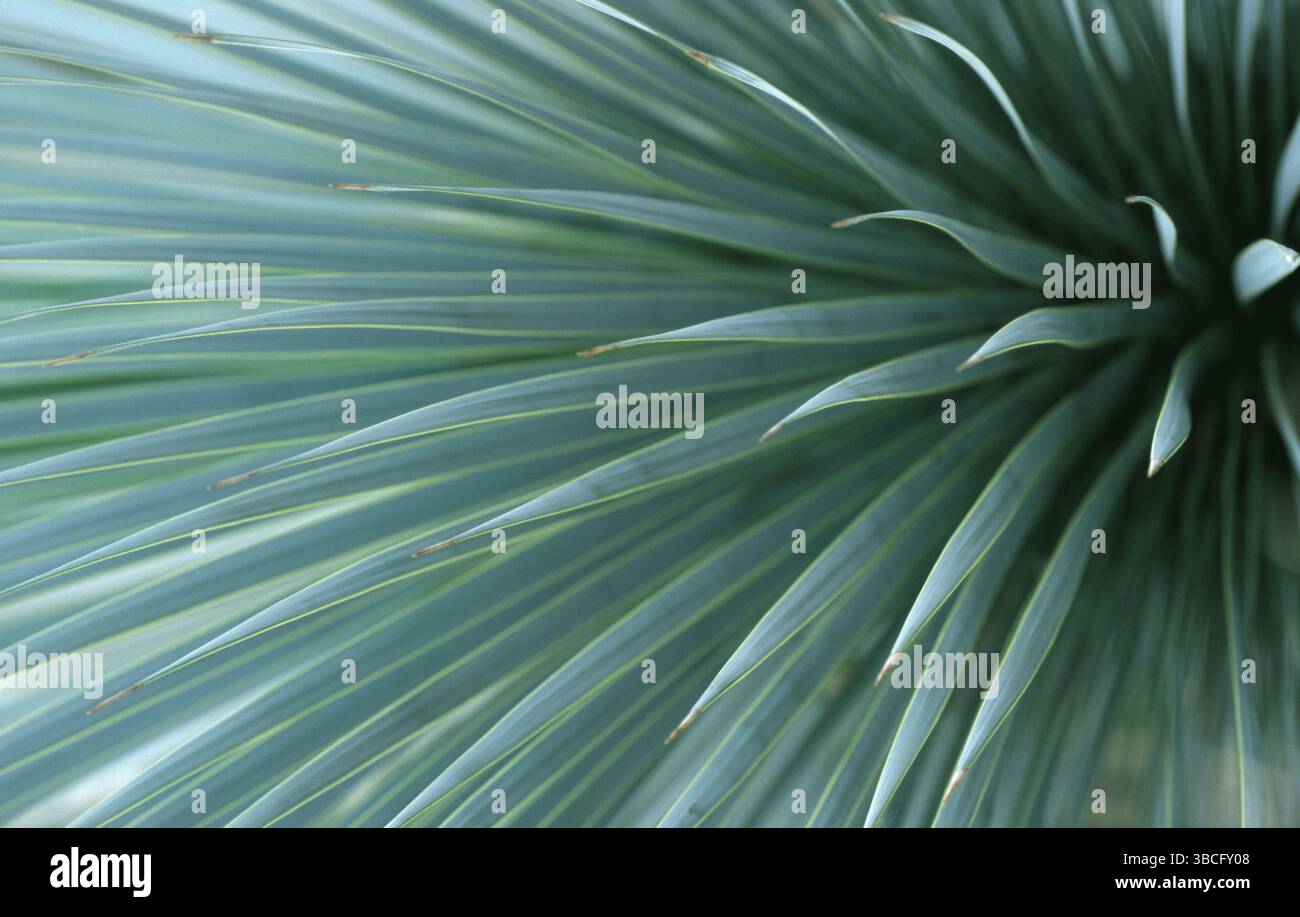 Agave leaves (Agave stricta Stock Photo - Alamy
