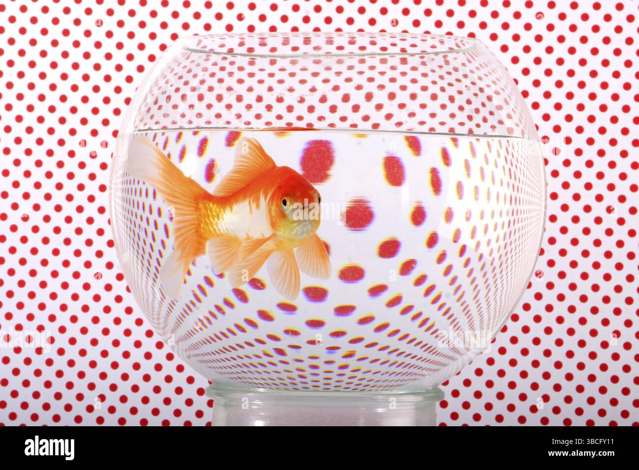 Goldfish in glass, Goldfish glass Stock Photo - Alamy