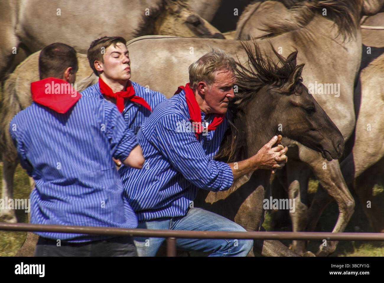 Wild horse capture Duelmen 2018 Stock Photo - Alamy