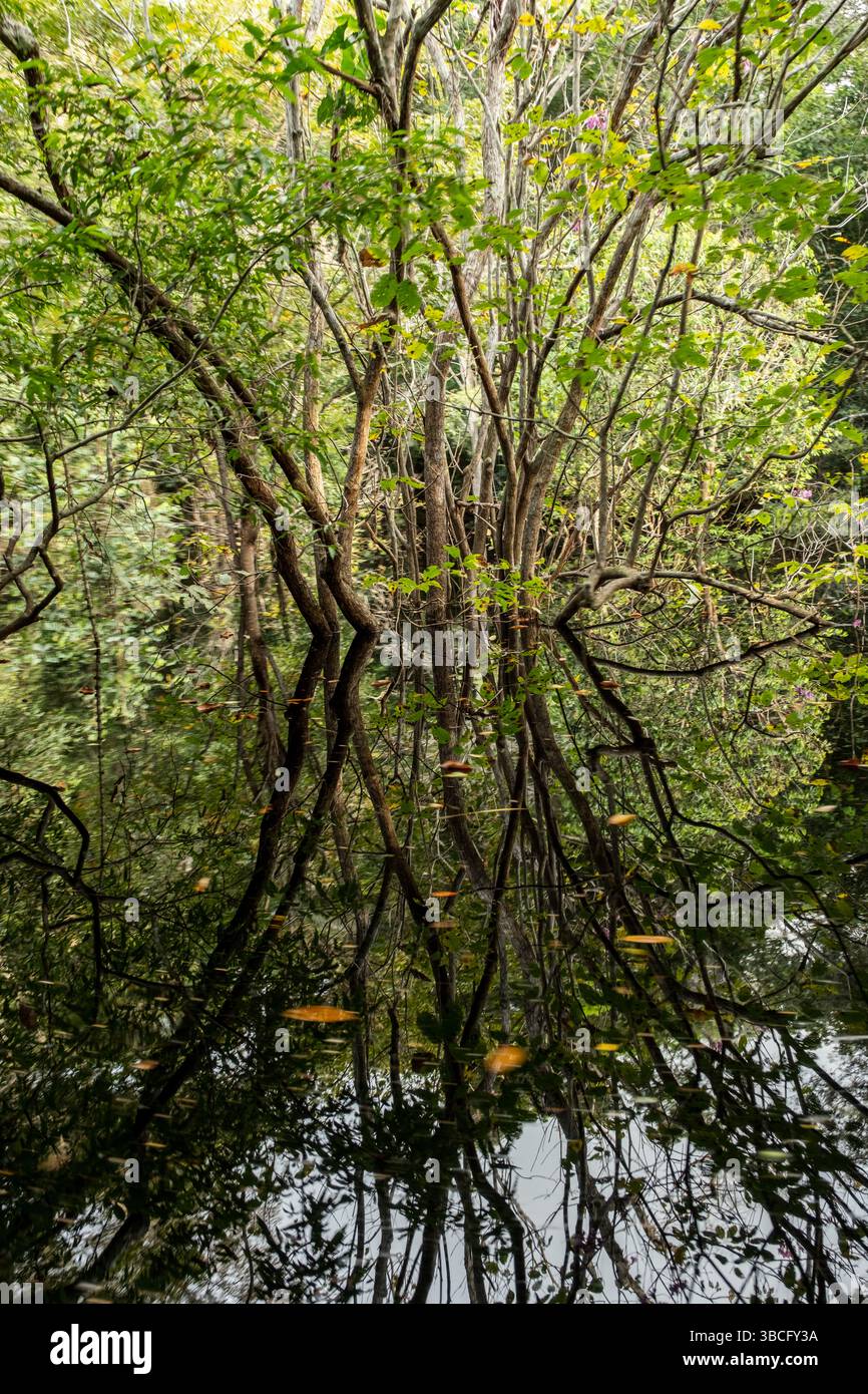 Blackwater flooded forests of the Amazon Basin. This particular habitat ...