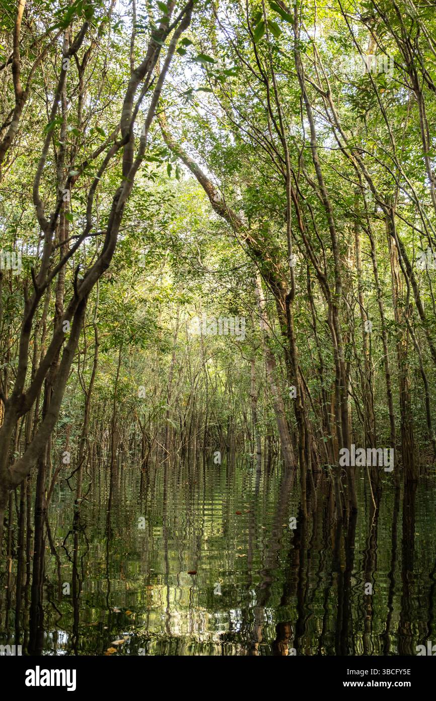 Blackwater flooded forests of the Amazon Basin. This particular habitat ...