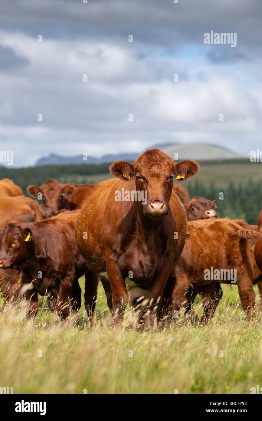 Herd of Luing cattle, a native Scottish Breed, on moorland in ...