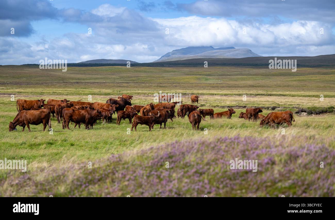 Herd of Luing cattle, a native Scottish Breed, on moorland in ...