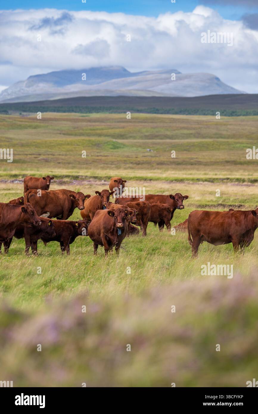 Herd of Luing cattle, a native Scottish Breed, on moorland in ...