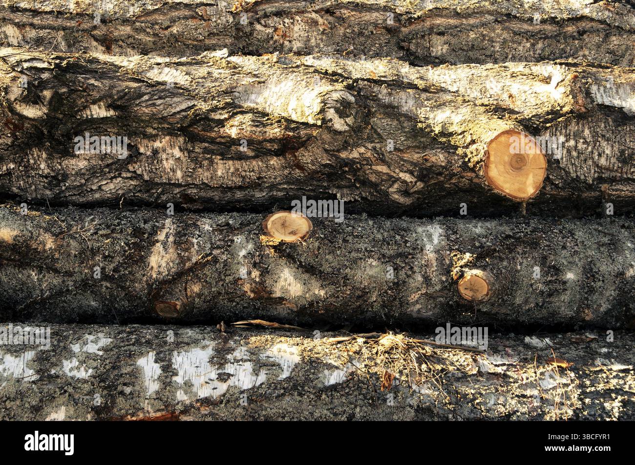 Stack of wood felled birch logs, horizontal Stock Photo - Alamy