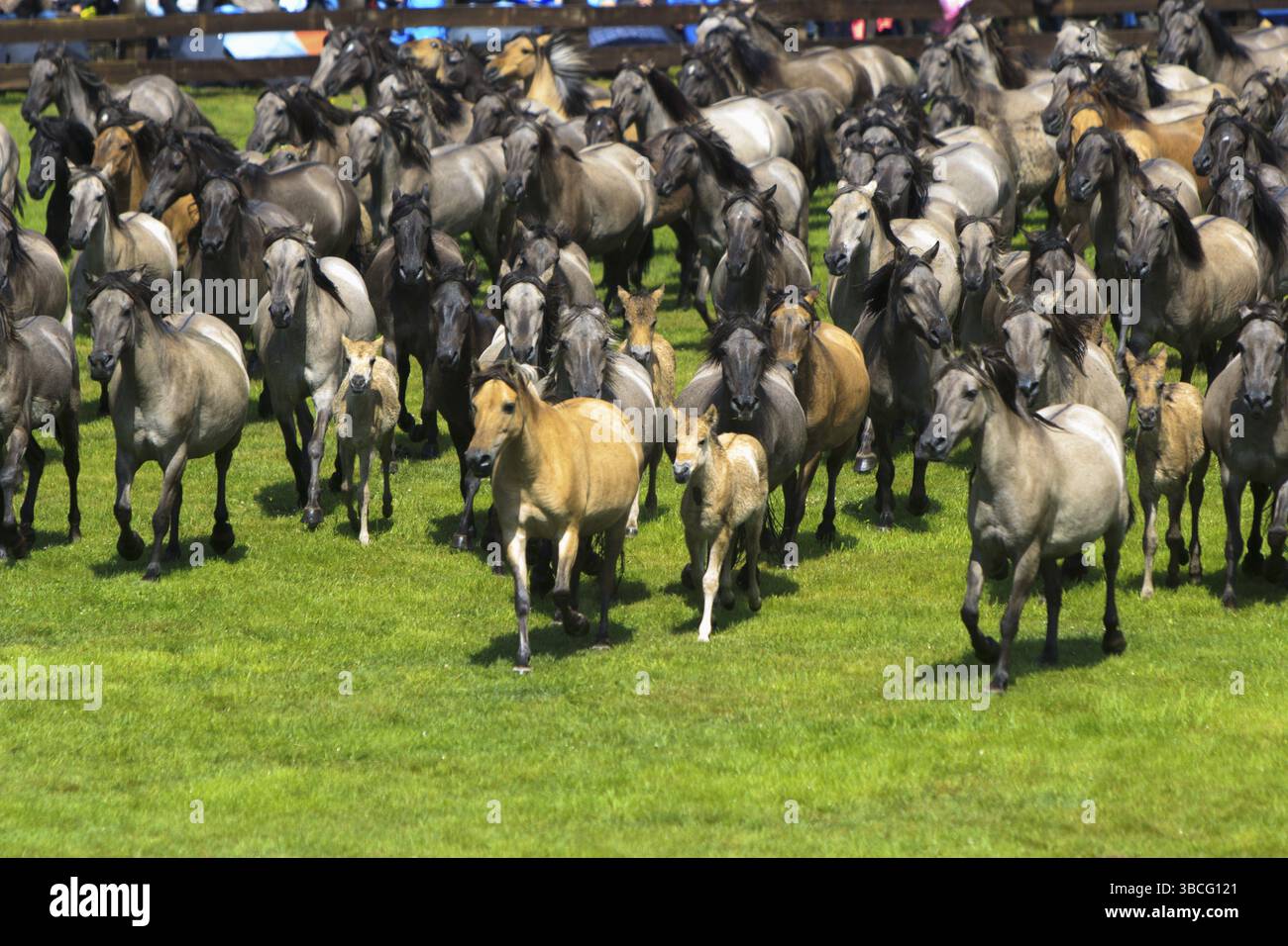 Wild horse capture Merfelder Bruch 2015 Stock Photo - Alamy