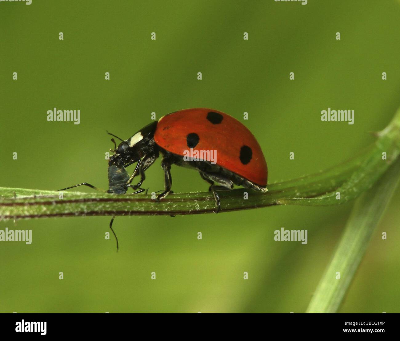 Ladybird eating an aphid Stock Photo - Alamy