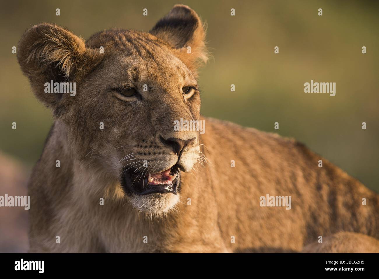 Adult, africa, african, animal, background, big, carnivore, cat ...