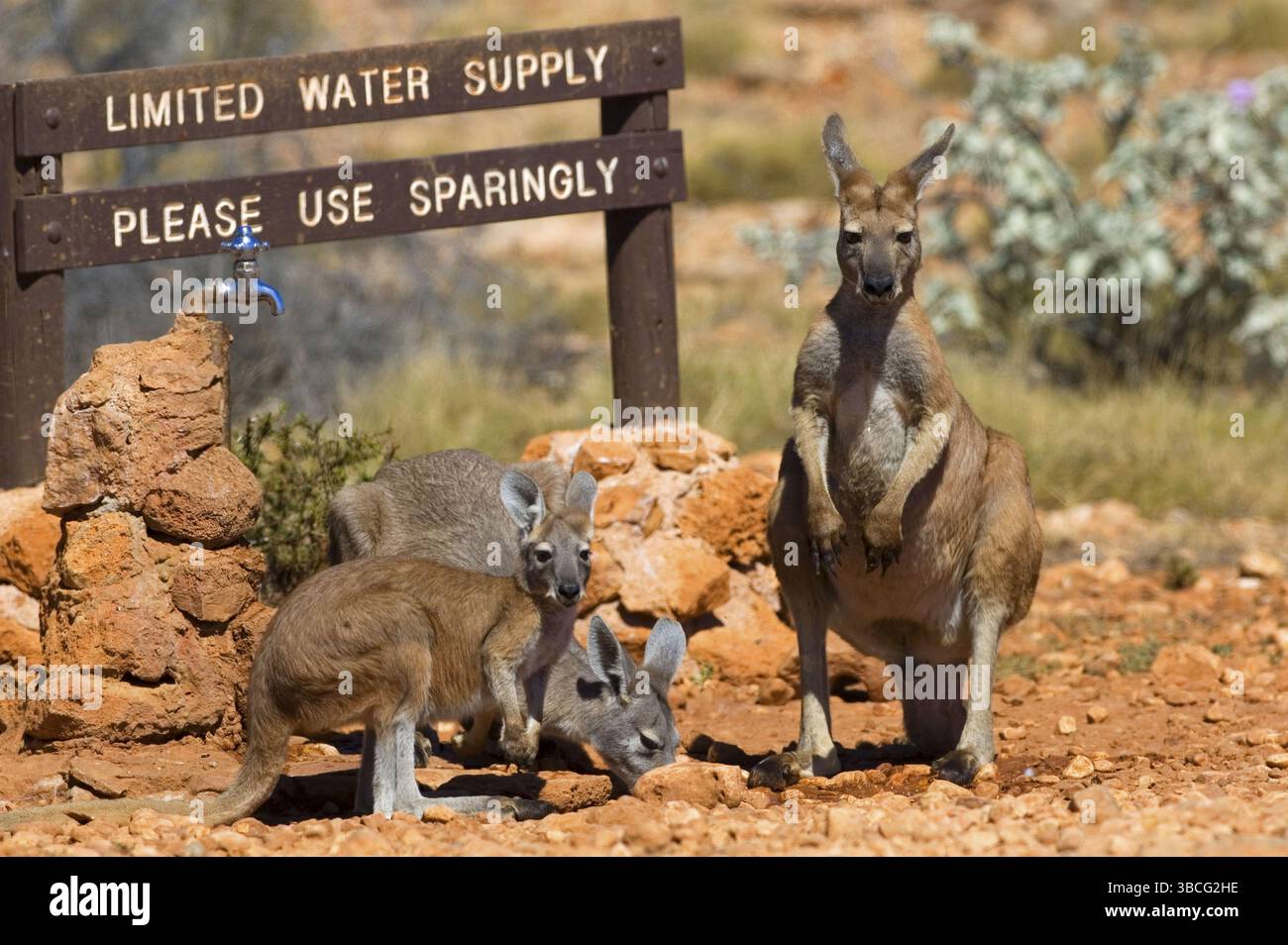 Red Kangaroos (Macropus rufus) at watering hole, Australia (Megaleia rufa Stock Photo - Alamy