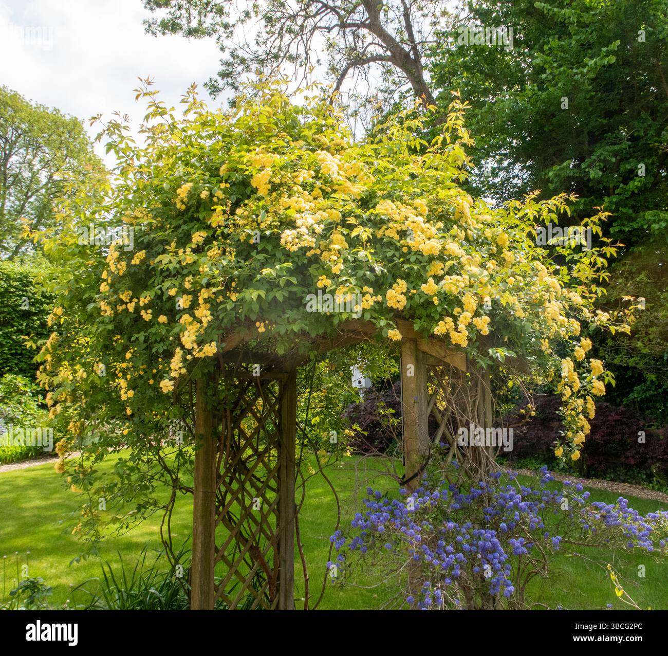 A rose arch covered with the tiny flowers of yellow Lady Banks Rose, a ...