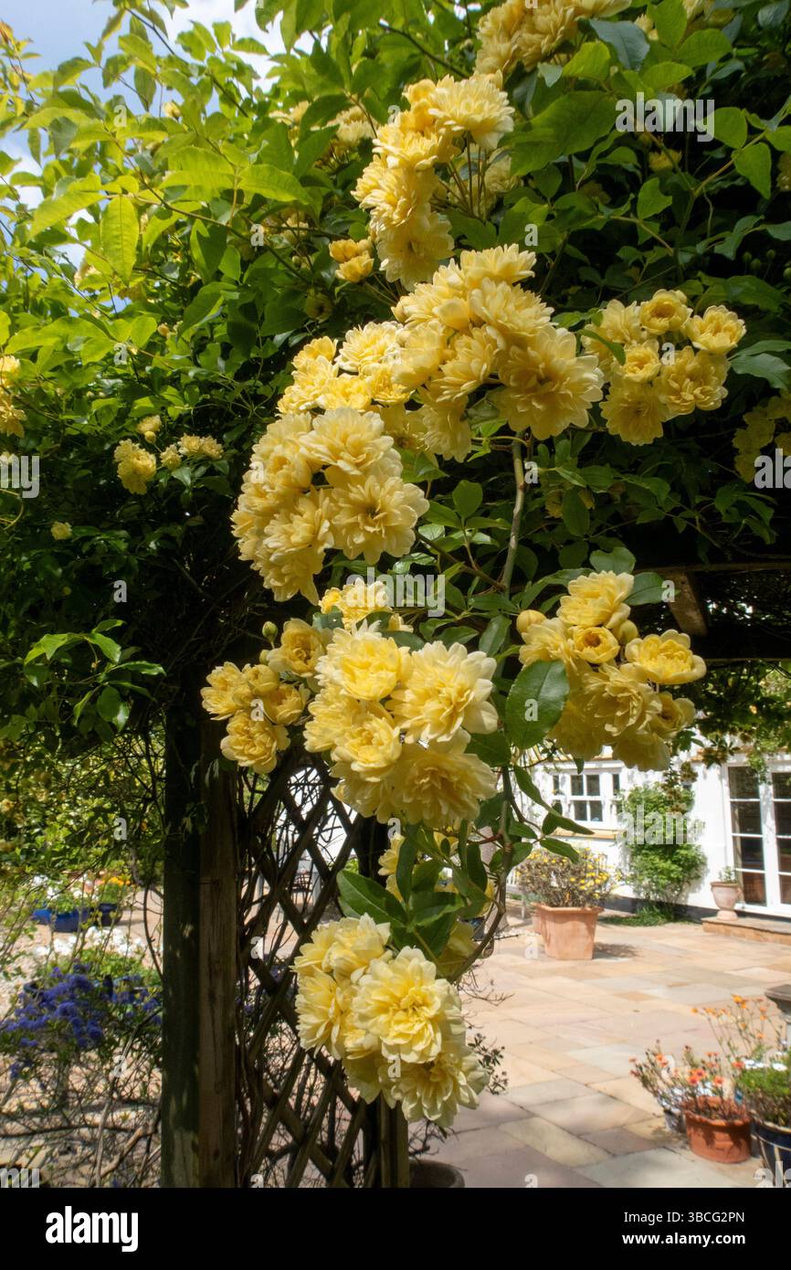 A rose arch covered with the tiny flowers of yellow Lady Banks Rose, a ...