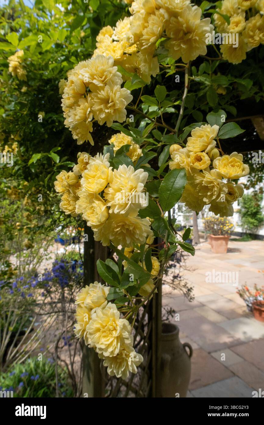A rose arch covered with the tiny flowers of yellow Lady Banks Rose, a ...