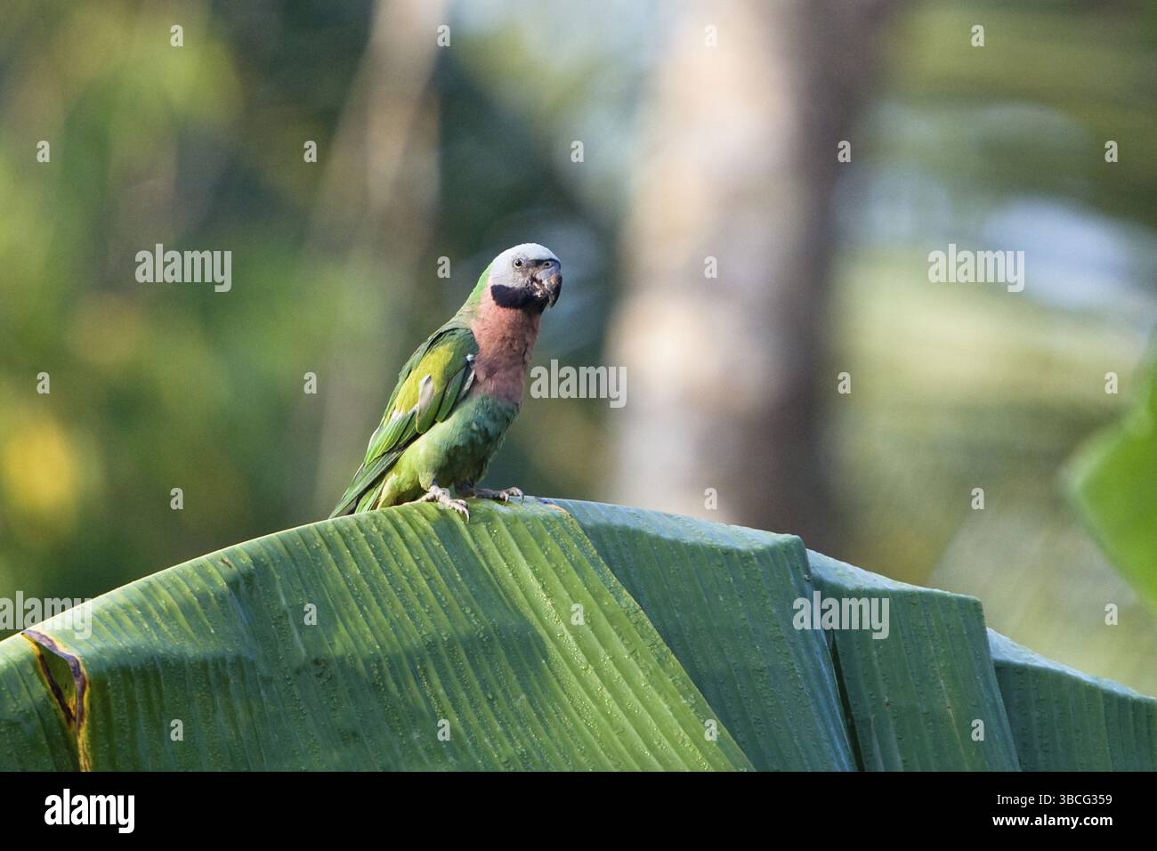 Red-breasted Parakeet, female, Andaman Islands, India (Psittacula ...