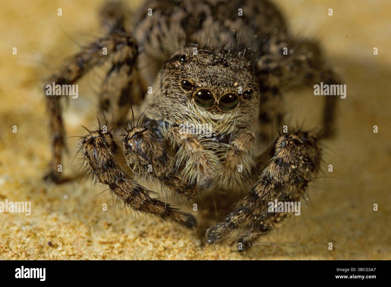 Four point jumping spider (Sitticus pubescens Stock Photo - Alamy