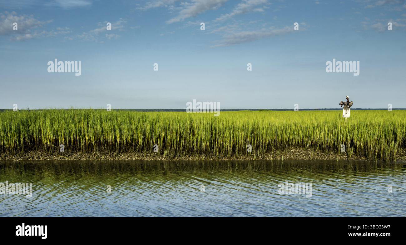 marsh grass and coastal barrier island inlet at high tide and a brown ...