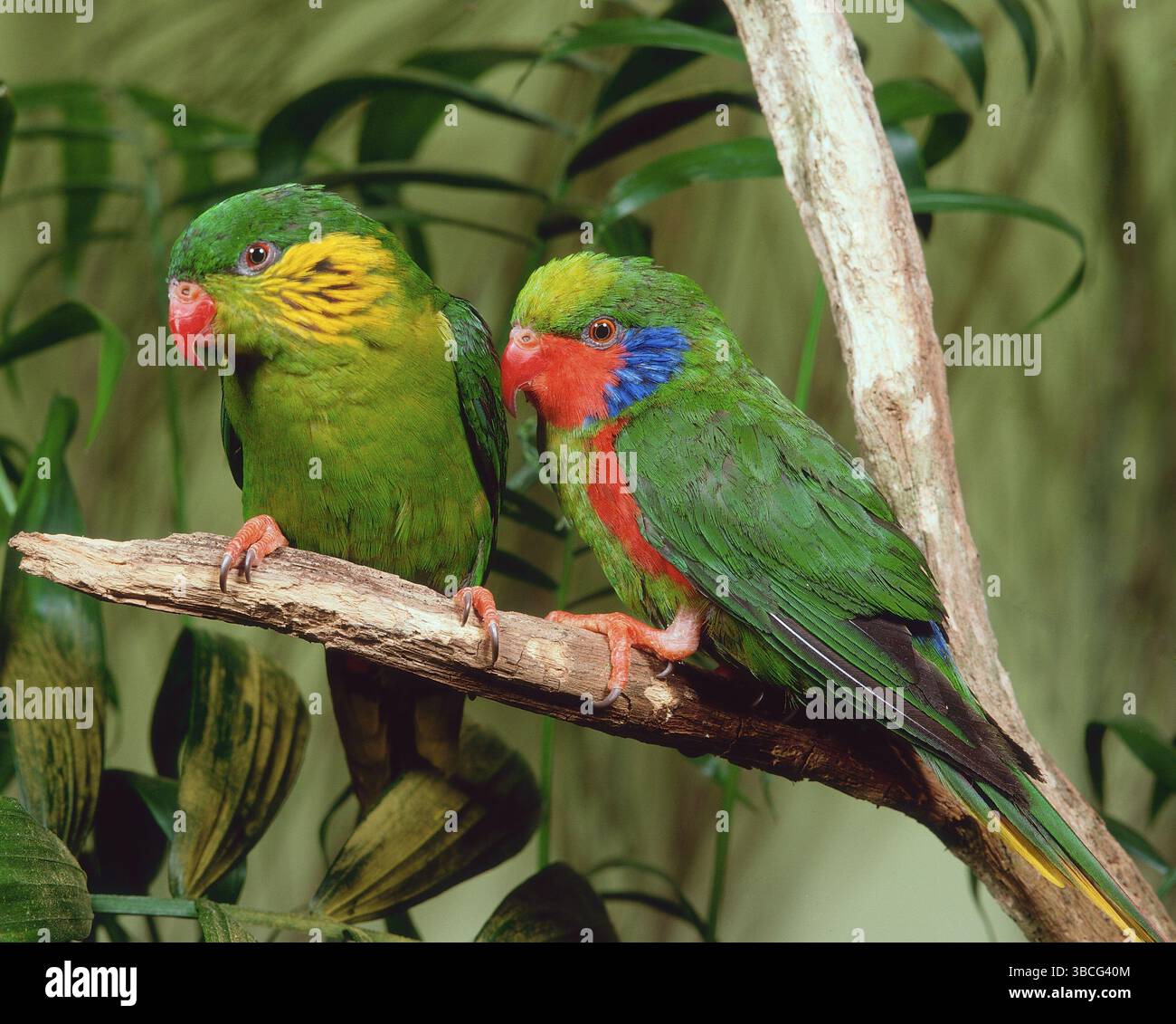 Red-flanked Lorikeets, pair (Charmosyna placentis), beautiful lorikeets ...